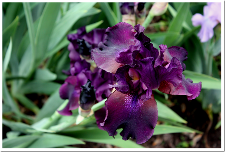 Thoughtfully Blended Hearts: The Tennessee State Flower…Iris